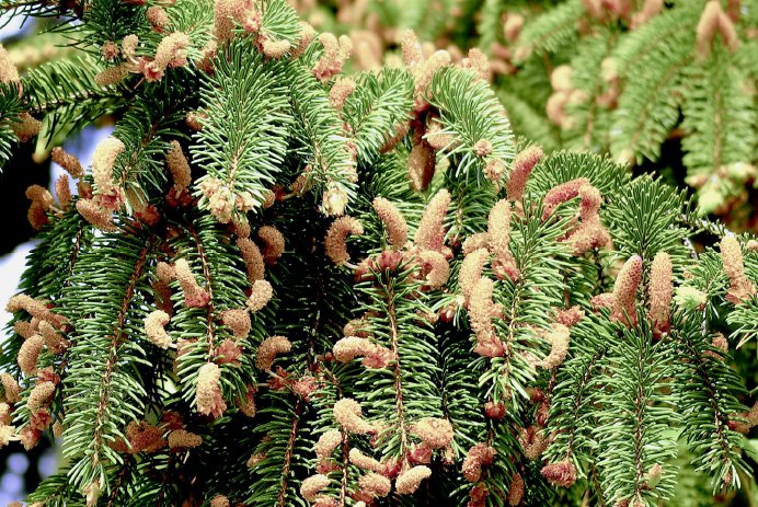 GMGK - Köllen Druck und Verlag GmbH: Rot-Fichte, Gemeine Fichte (Picea ...